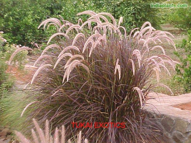 Red Ornamental Grass